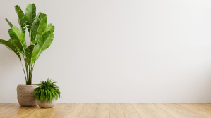 Plant quarantine: Why it’s essential and How to do it right – Planteka ...