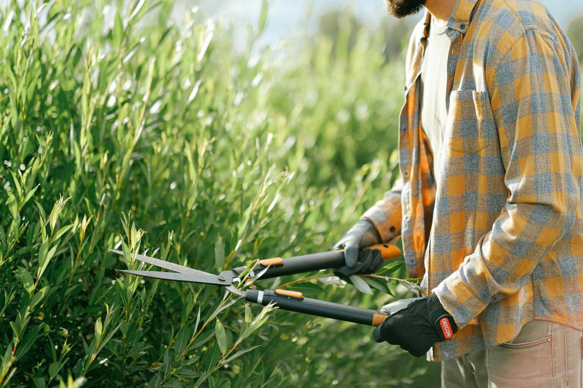 Conceptos básicos de la poda: qué plantas necesitan un corte en ...