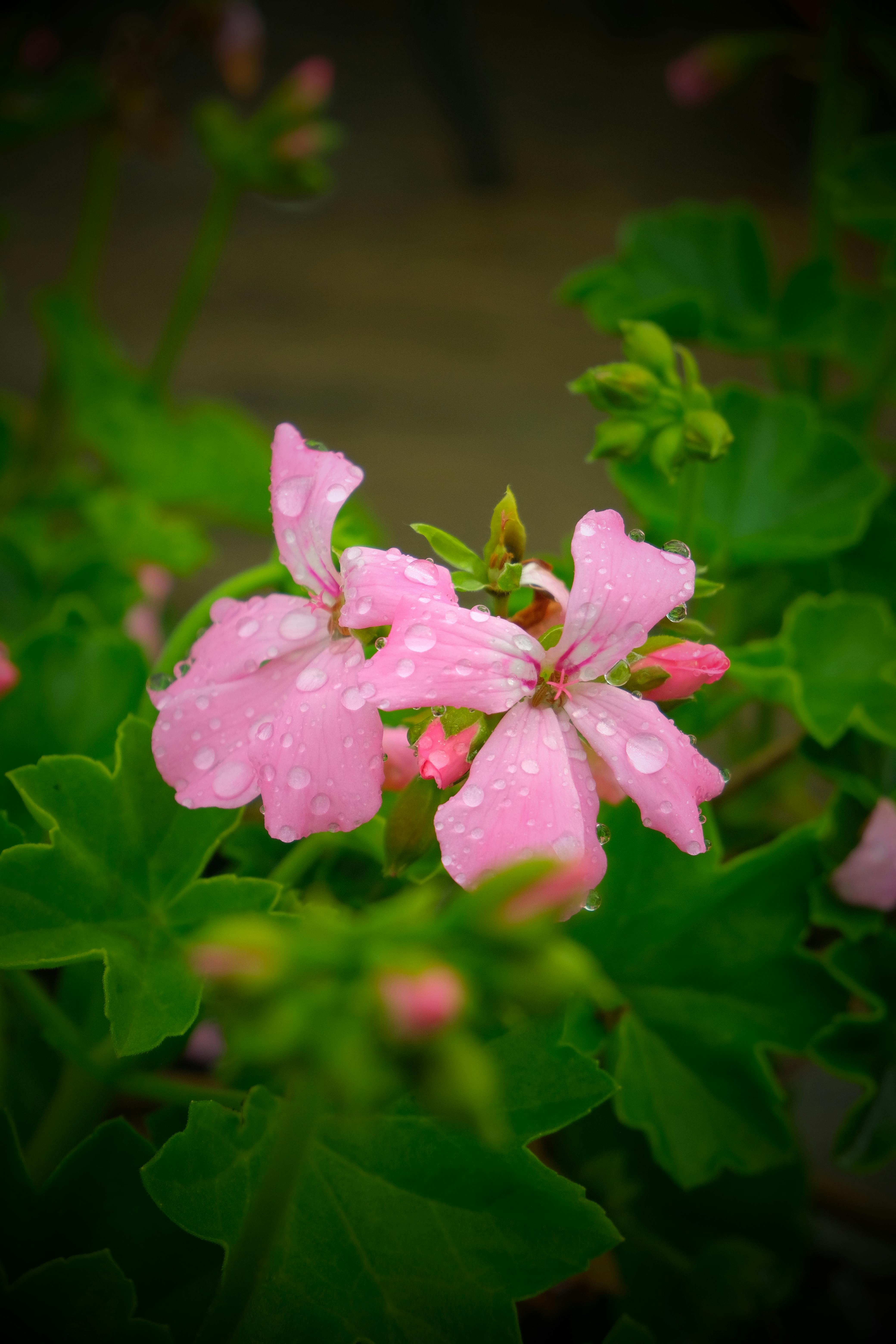 15 most beautiful and hardy outdoor plants: a quick guide to selection ...