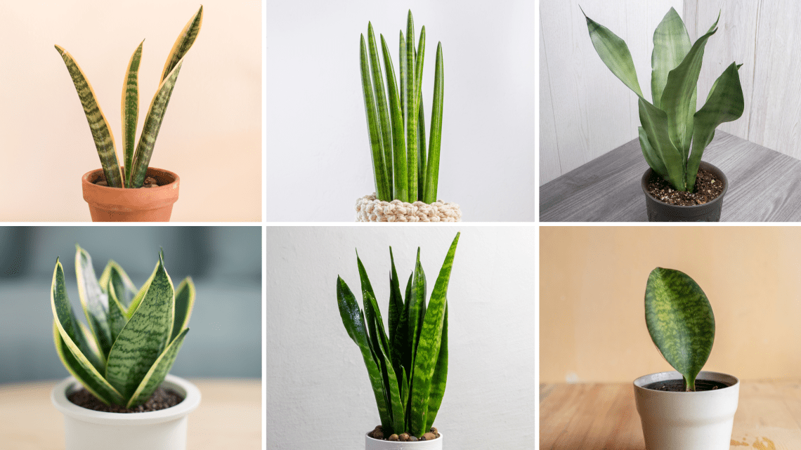 Snake plant: a comprehensive guide to history, care, and varieties ...