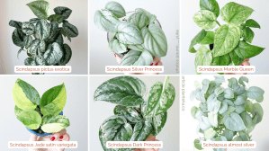 The Complete Guide to Scindapsus care – Planteka Community Blog