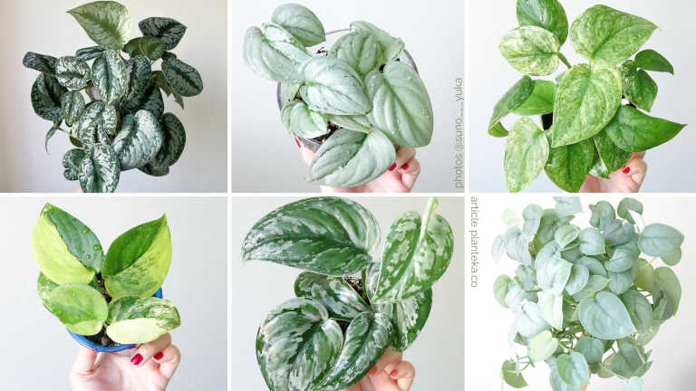 The Complete Guide to Scindapsus care – Planteka Community Blog