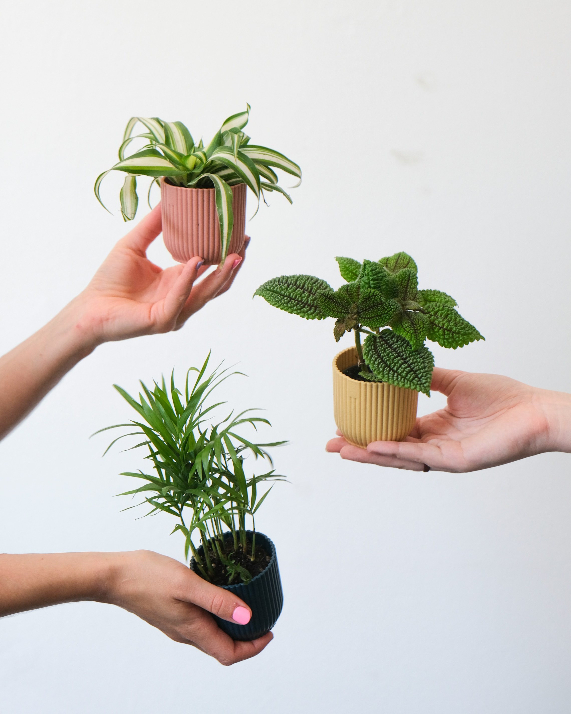 More than just plants: why plant swaps are experiences that grow ...