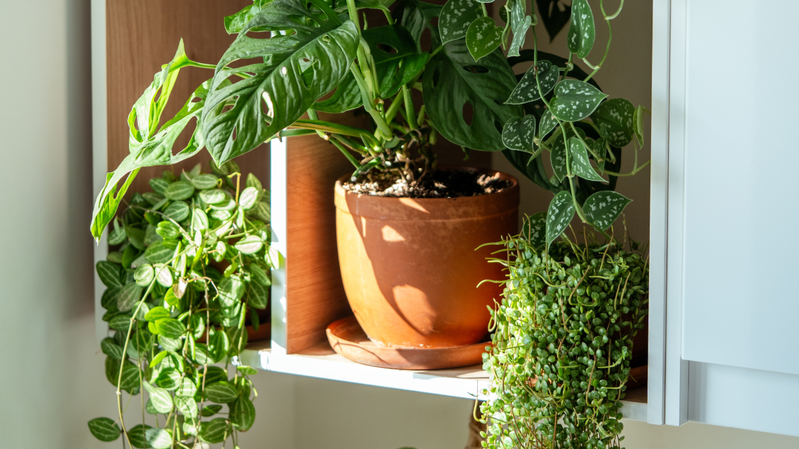 9 beautiful and easy hanging plants for beginners – Planteka Community Blog